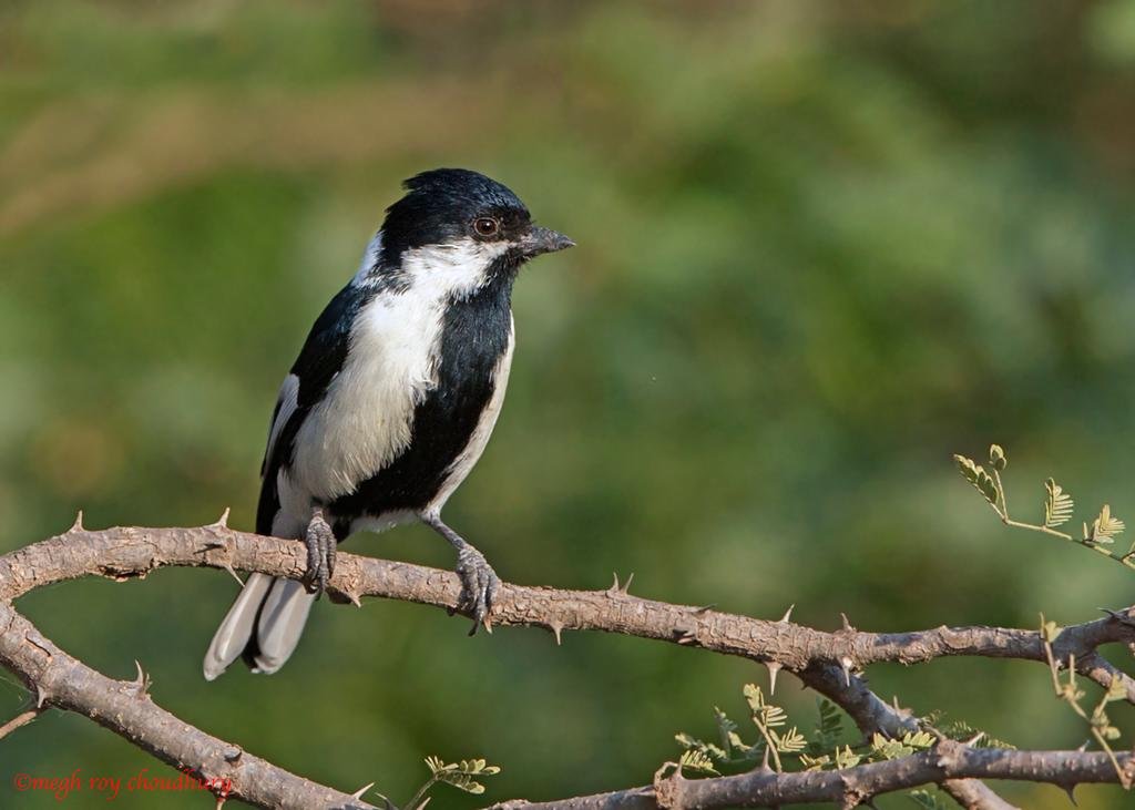 Bird Watching – Bicycle Tour In Udaipur, Things to do in Udaipur